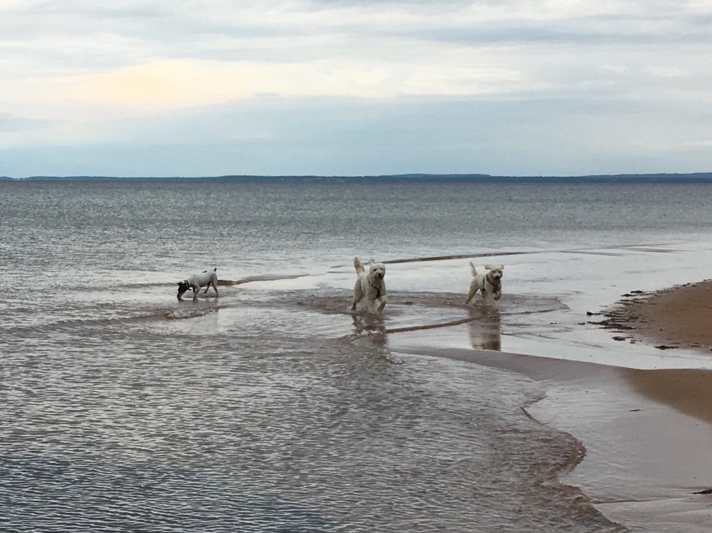 I strandkanten – Trygga Tassen – Vårdhund